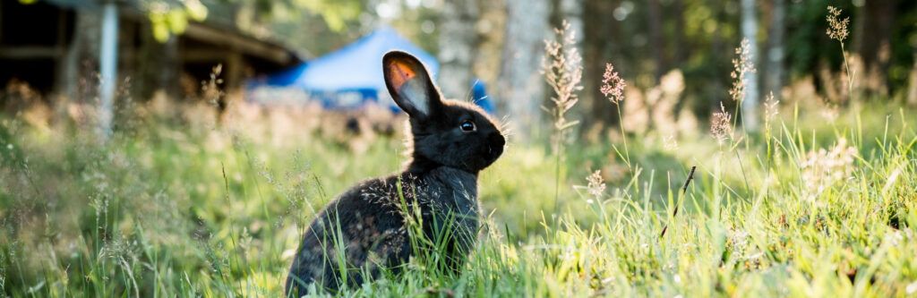Bonding af kaniner - Kaninværnet